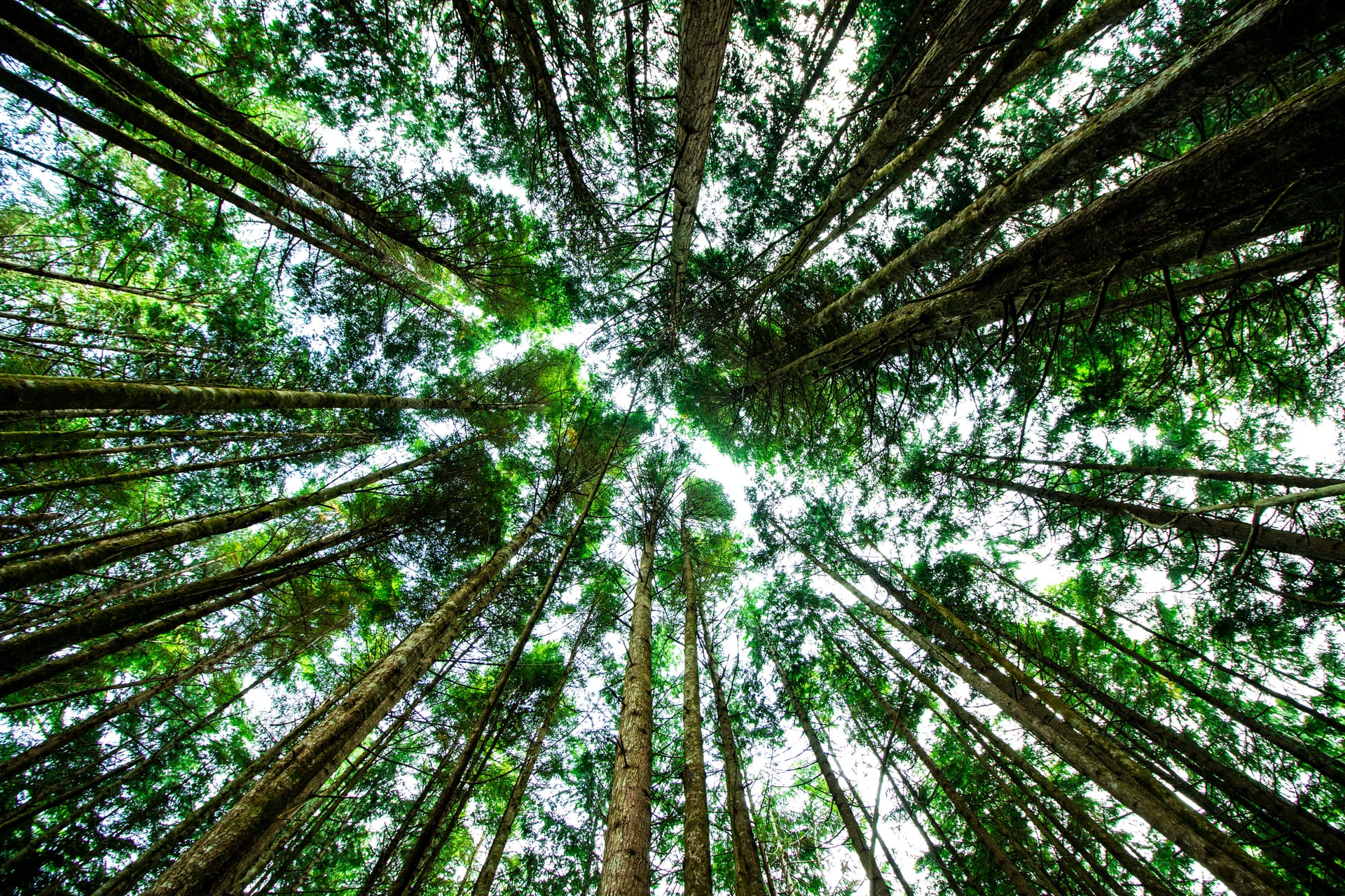5 Best Georgia Heat-Tolerant Landscaping Trees – Empire Tree