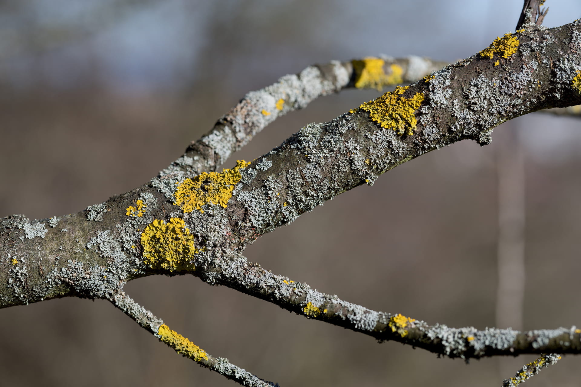 Why Are Dead Branches Falling off of My Tree? – Empire Tree