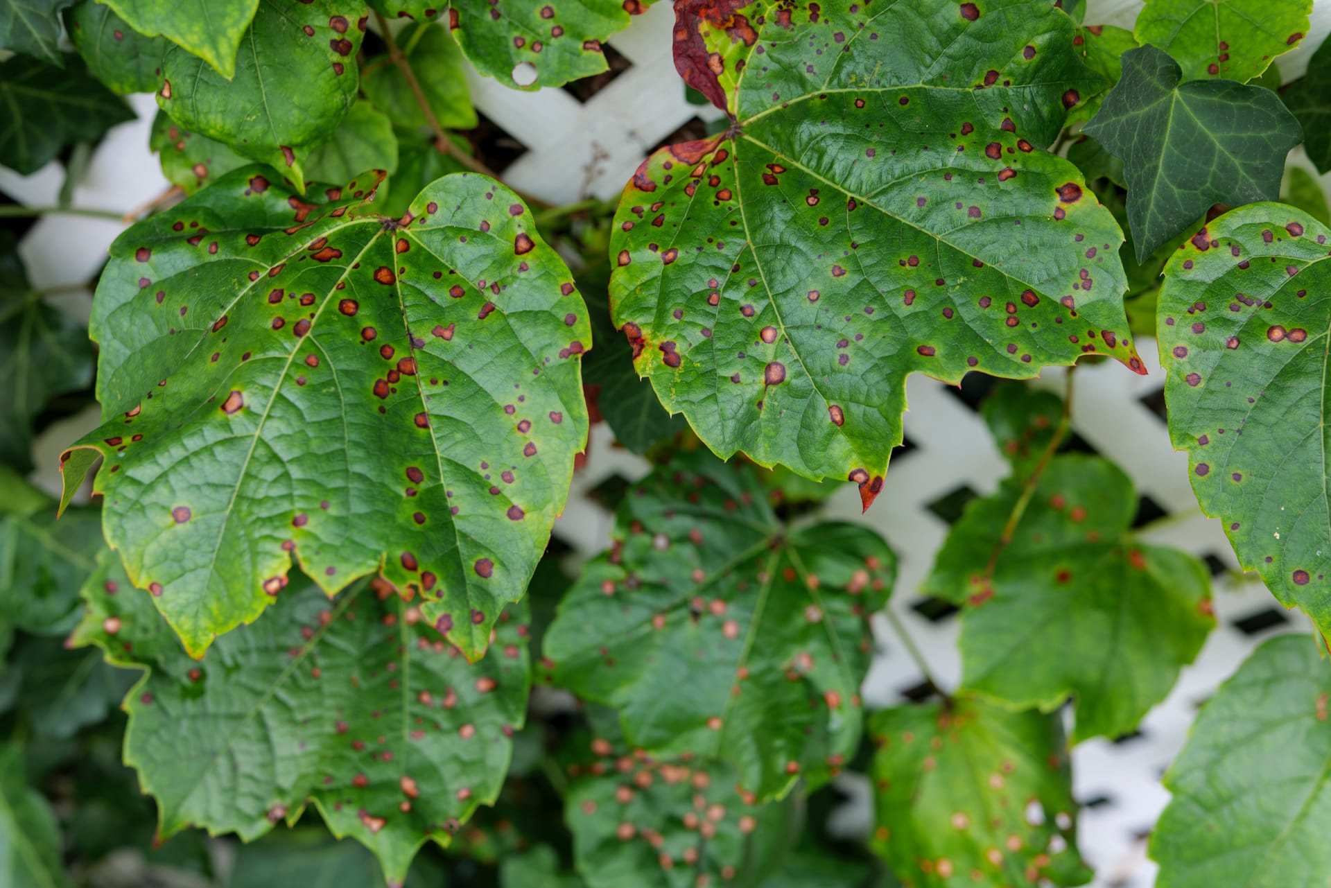 Tree Disease Guide: Identify & Treat 4 Common Tree Diseases