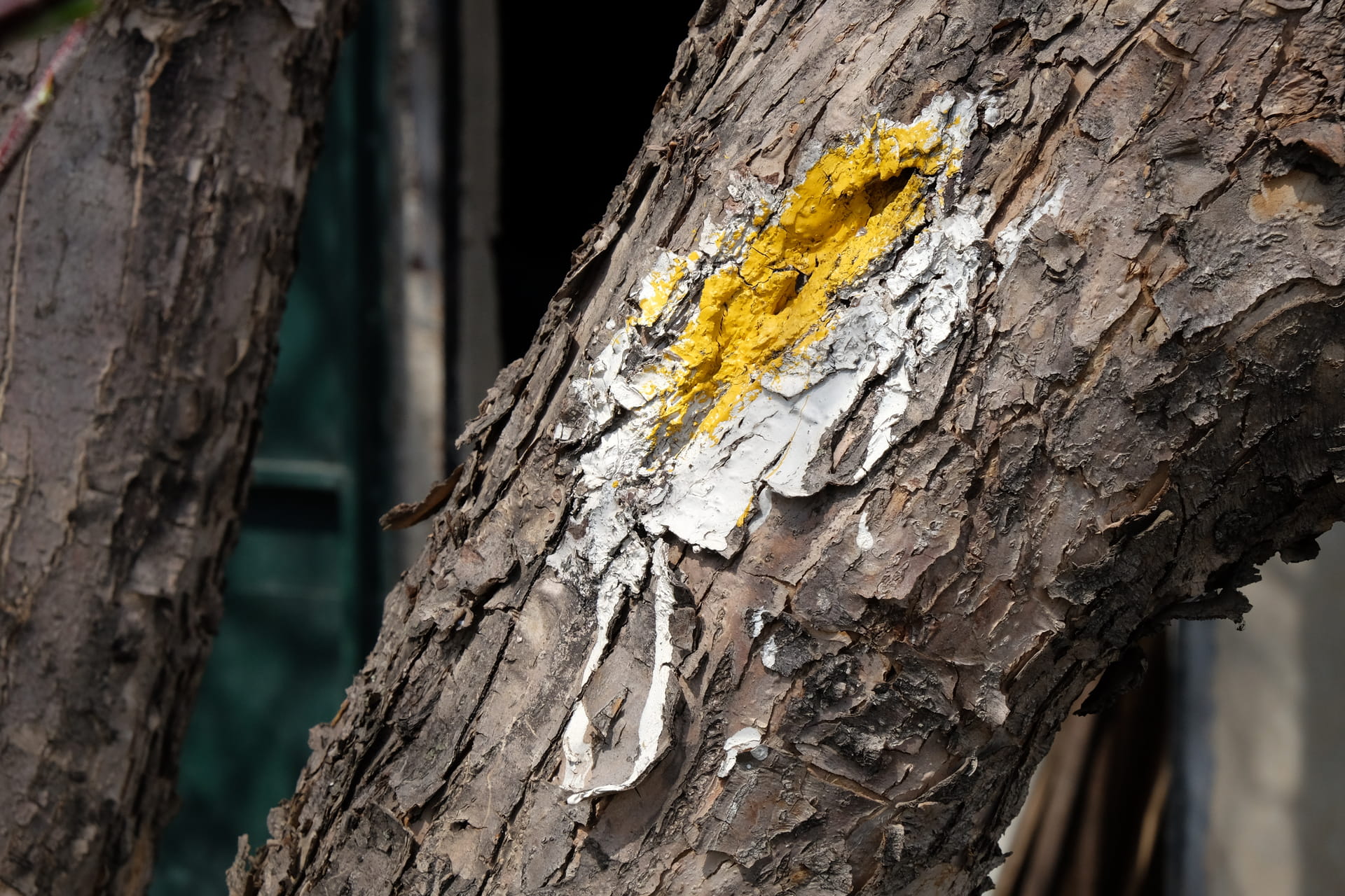 The Science Behind Tree Wound Repair: Promoting Healing & Preventing ...