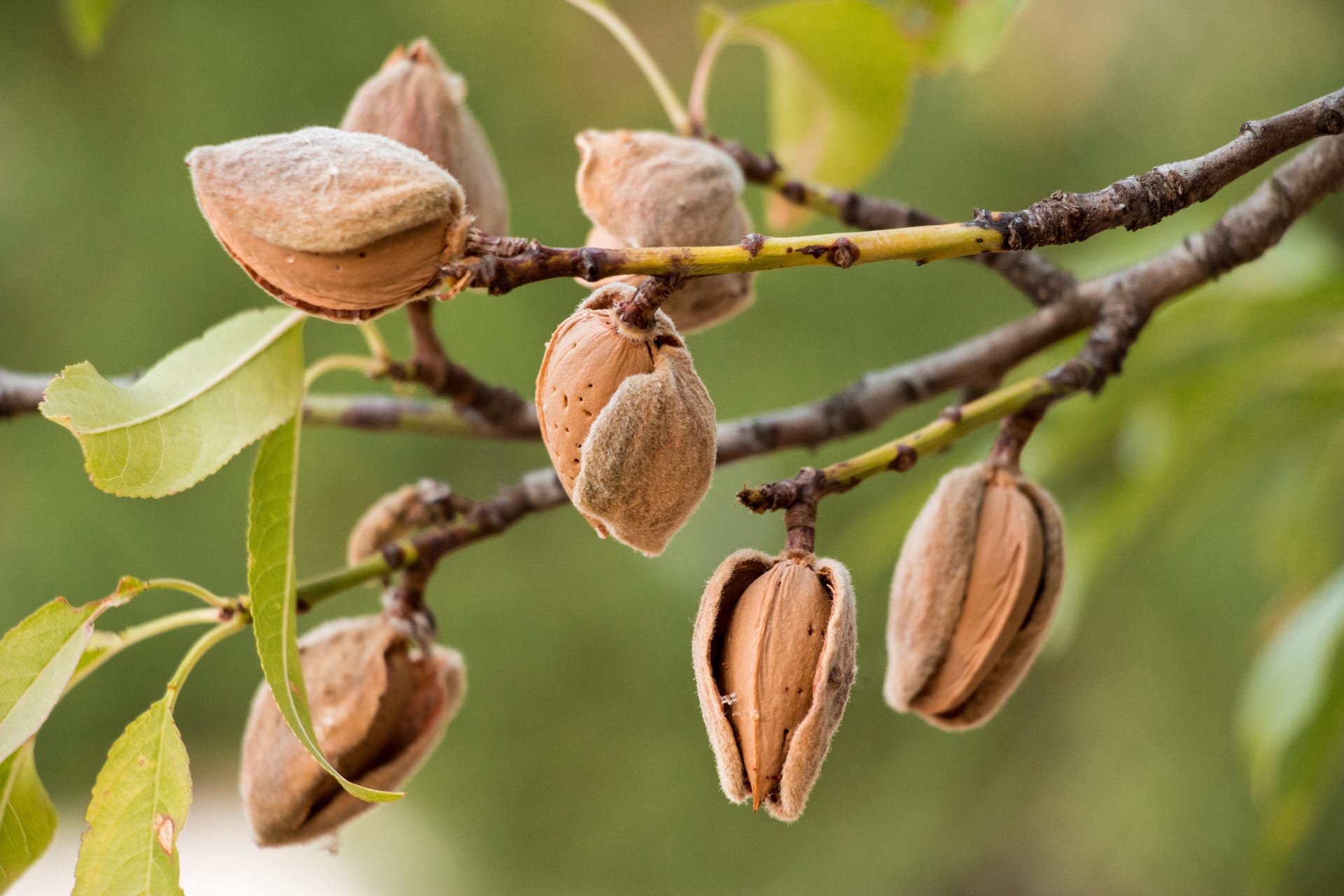 The Anatomy of a Tree: A Simple Guide – Empire Tree