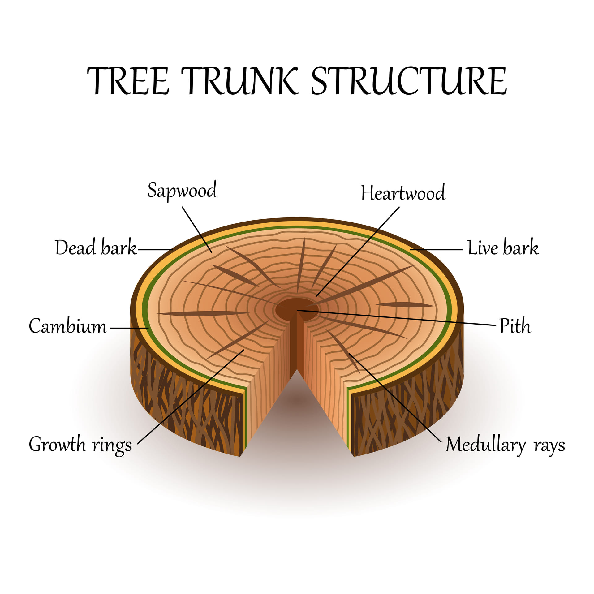 The Anatomy of a Tree: A Simple Guide – Empire Tree