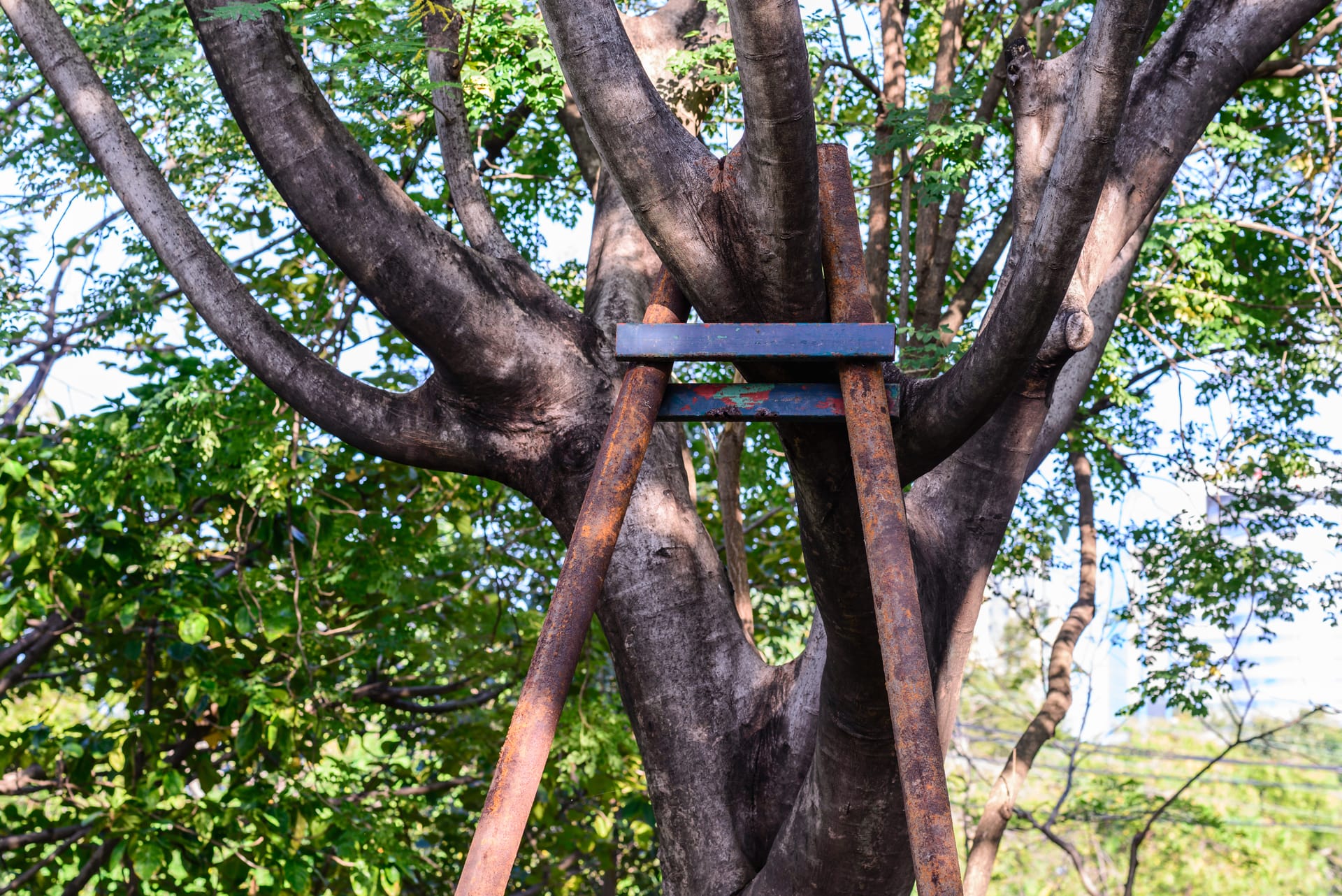 Understanding the Process of Tree Cabling and Bracing: When and Why It ...